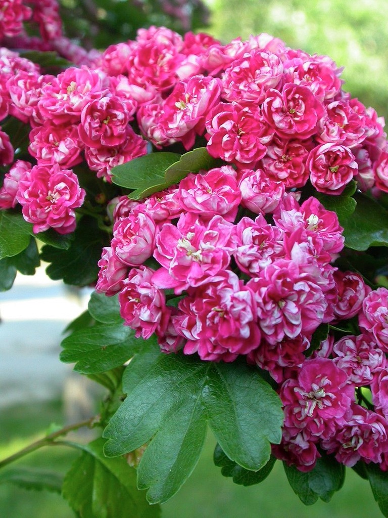 Głóg pośredni PAUL'S SCARLET różowa burza kwiatów OGROMNA SADZONKA ...