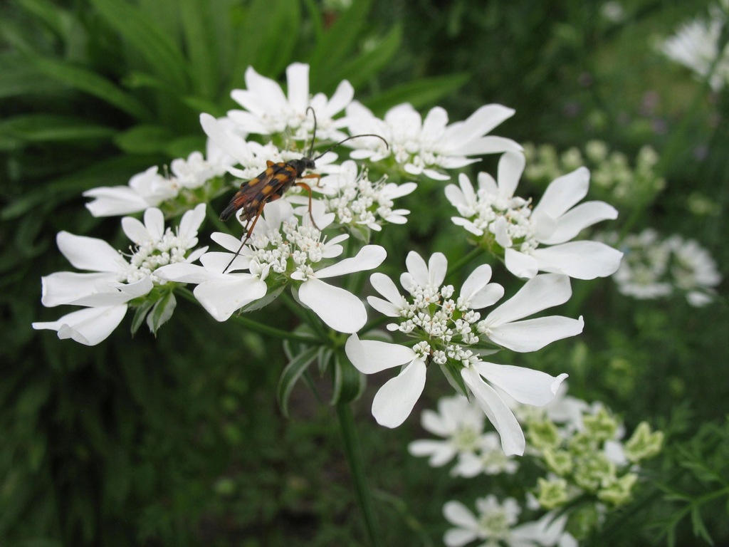 Orlaja wielkokwiatowa - Orlaya grandiflora - 12686413530 - oficjalne ...