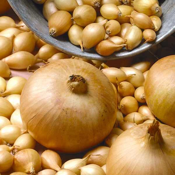 Cebula Dymka Sturon rozmiar 10-21 0.5 kg - 15084160546 - oficjalne ...