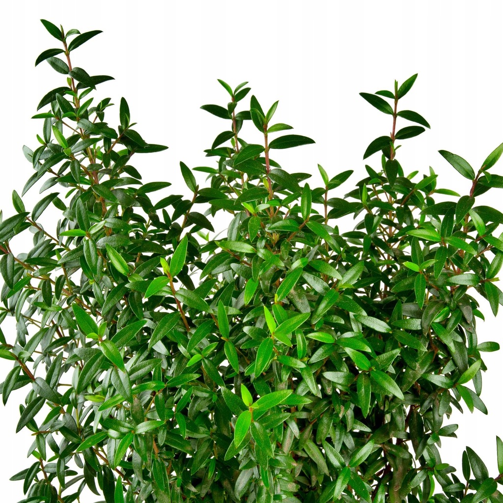 MIRT - ROŚLINA LECZNICZA I NADAJĄCA SIĘ DO KUCHNI - 12844650658 ...