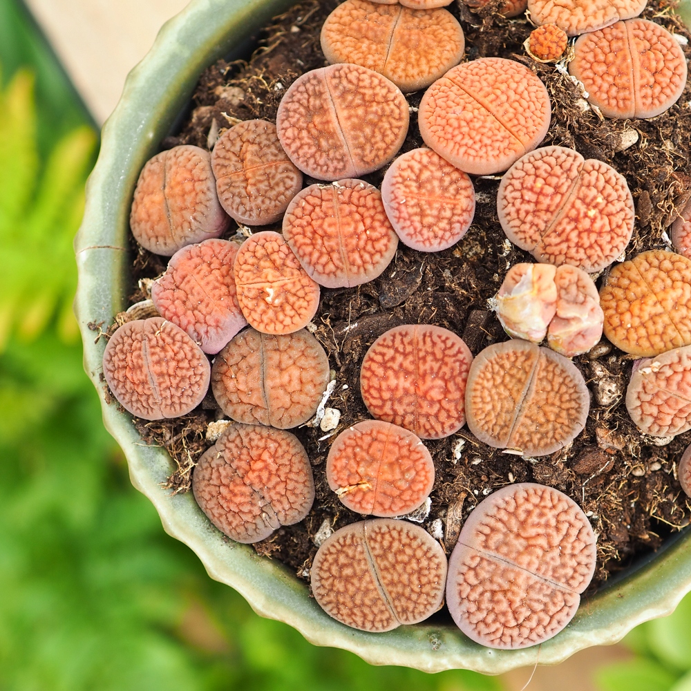 Lithops BIG żywe kamienie - sukulenty LITIOPSY - 12611976635 ...