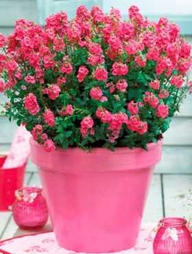 Diascia 'Ruby Field' ROŚLINA BALKONOWA sadzonka - 13493092420 ...