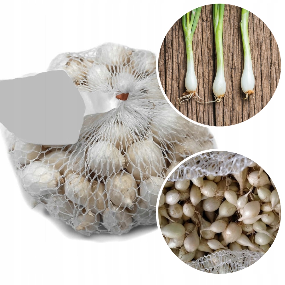 CEBULA DYMKA BIAŁA SNOWBALL SADZONKI CEBULEK 250G ŚR. WCZESNA ...