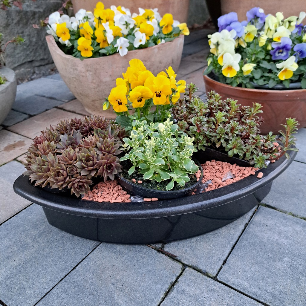 Купить Rojnik Murowy Многолетние саженцы суккулентное растение для сада: отзывы, фото и ...