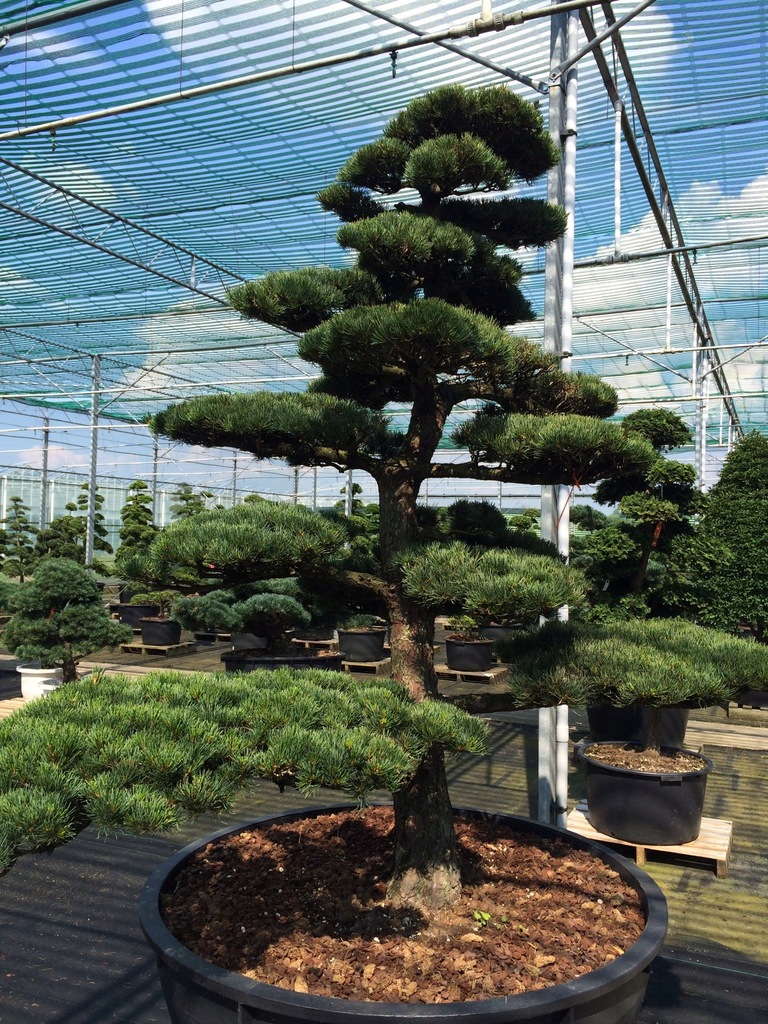 NA BONSAI I WIĘCEJ Sosna drobnokwiatowa 'Chikuza Goten' - 14721581123 ...