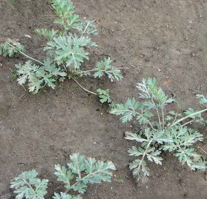 PIOŁUN BYLICA zioło SADZONKA - 7197382107 - oficjalne archiwum Allegro