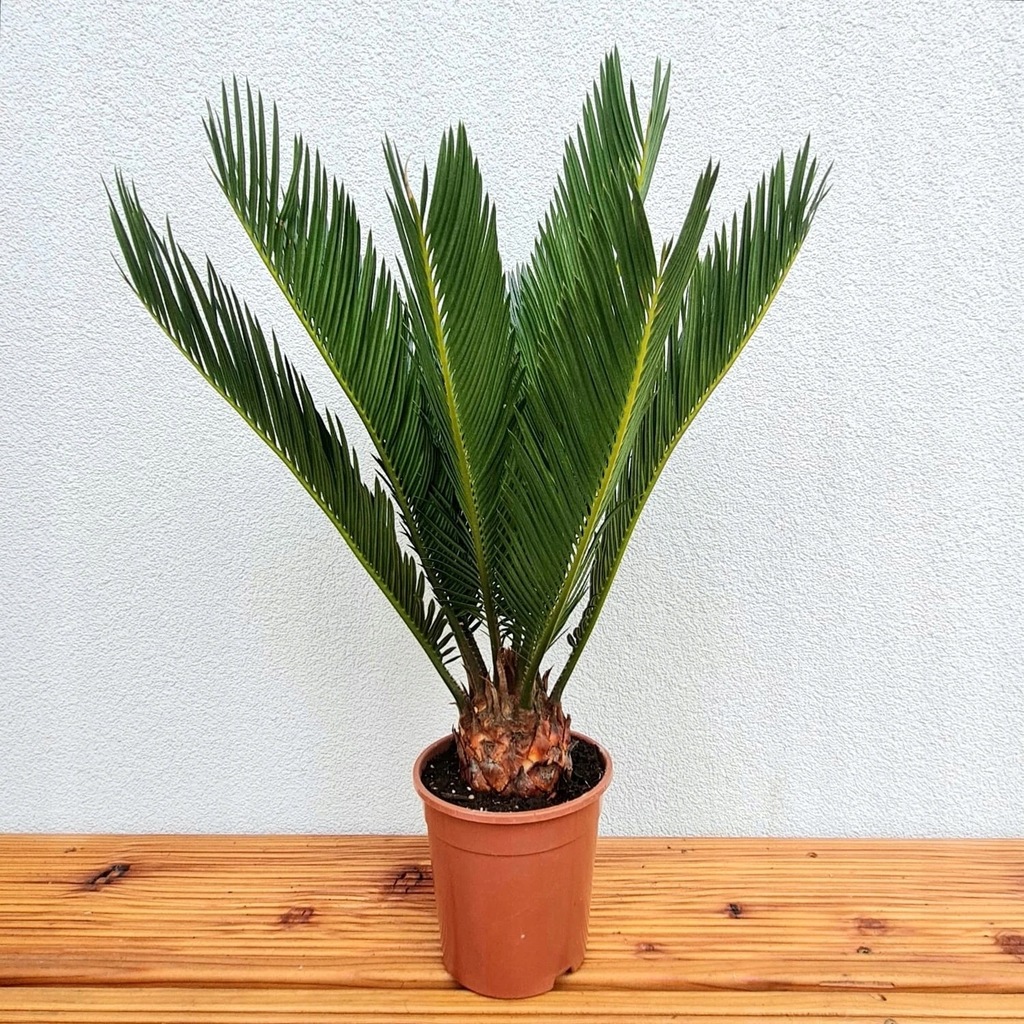 CYKAS PALMA SAGOWIEC CYCAS REVOLUTA PIĘKNY XL - 10207553300 - oficjalne ...