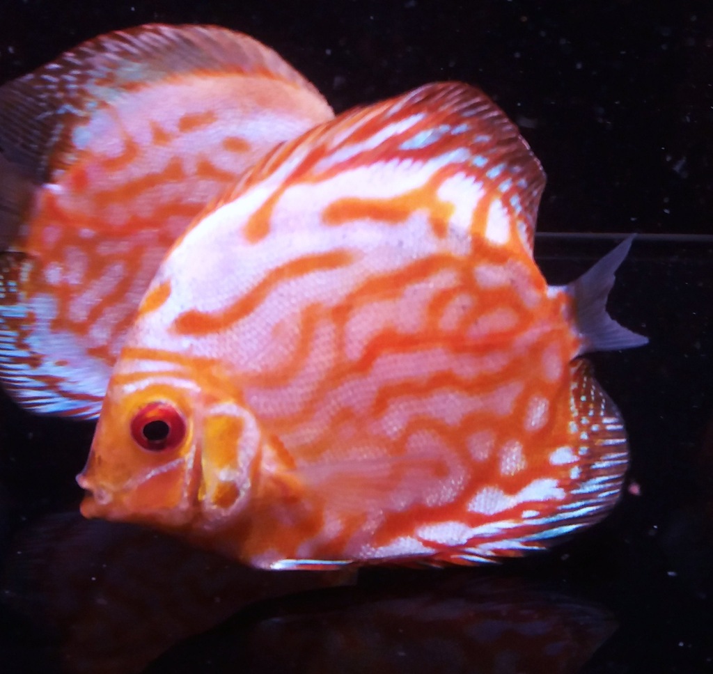 PALETKI paletka Dyskowce PIGEON 7-8cm AdamiakZOO - 7367062243 ...