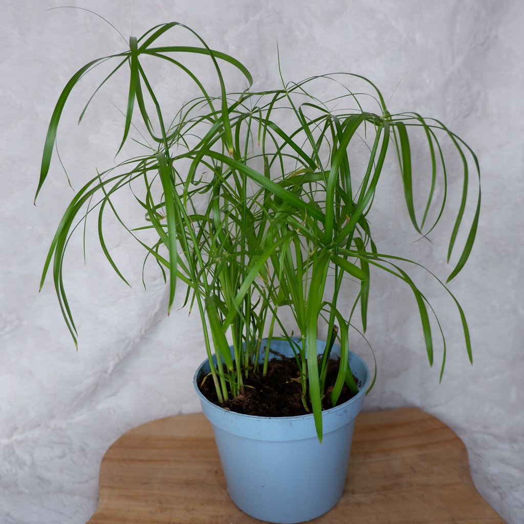 PAPIRUS CIBORA Cyperus Alternifolius GĘSTY d. 13cm - 9088198224 ...