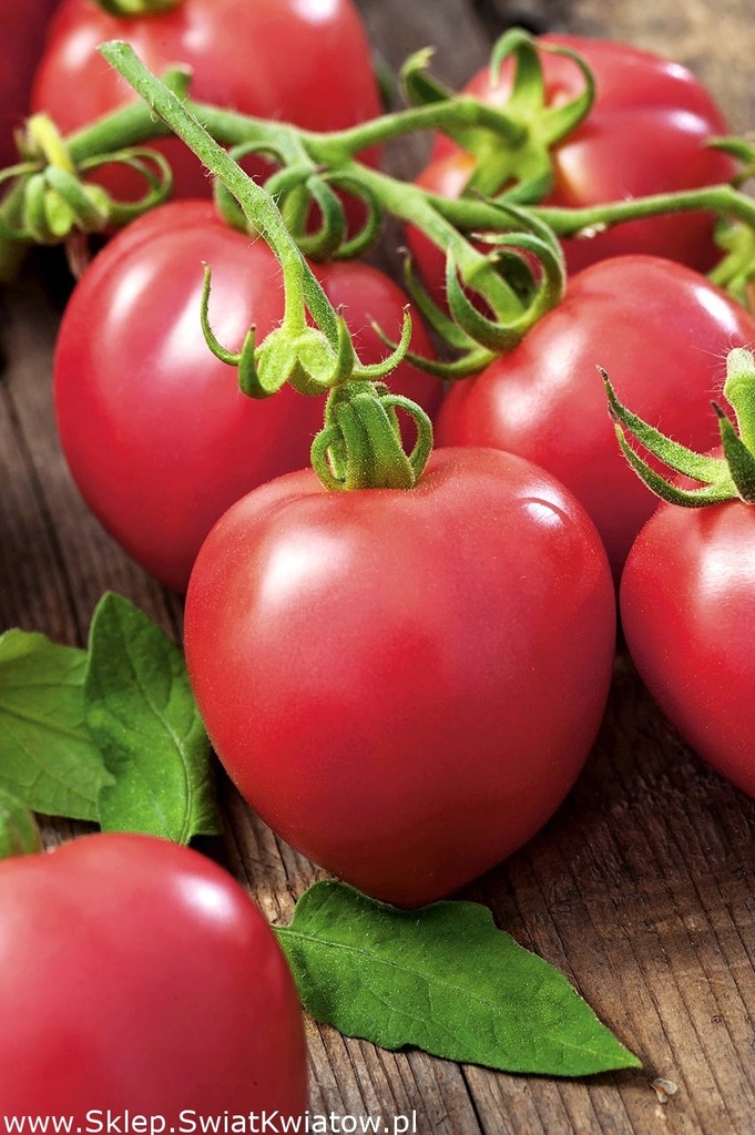 Pomidor Harzfeuer gruntowy Sadzonki wczesny - 13758147724 - oficjalne archiwum Allegro