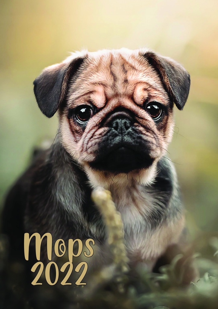 KALENDARZ PLANSZOWY A4 2022 MOPS DOG PIES PIESKI - 11277354937 ...