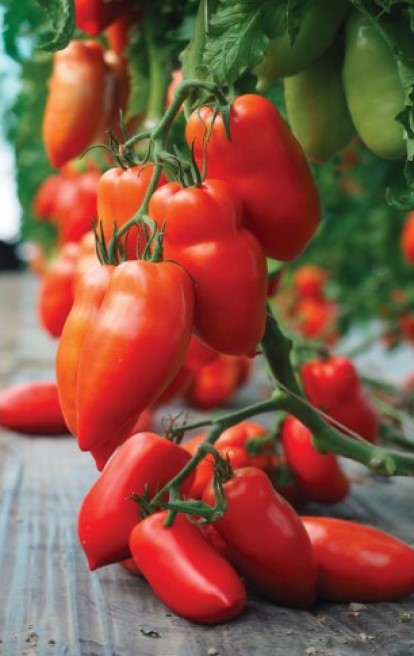 POMIDOR CORNABEL F1 HIT- super smaczny - 11809291551 - oficjalne archiwum Allegro