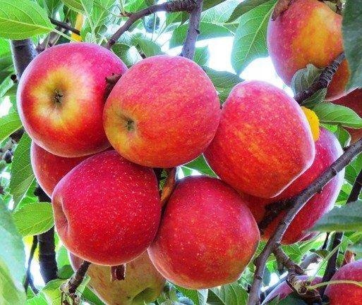 Jabłoń Gala sadzonka PYSZNE KRUCHO SOCZYSTE JABŁKA - 11425328235 ...