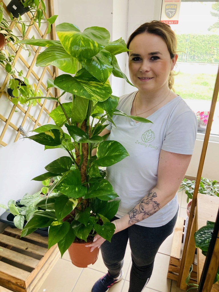 Epipremnum mosstok na paliku kokosowym 80cm - 13917930676 - oficjalne ...