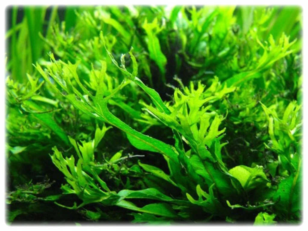 148. Microsorum Windelov porcja in vitro - 12154987389 - oficjalne ...