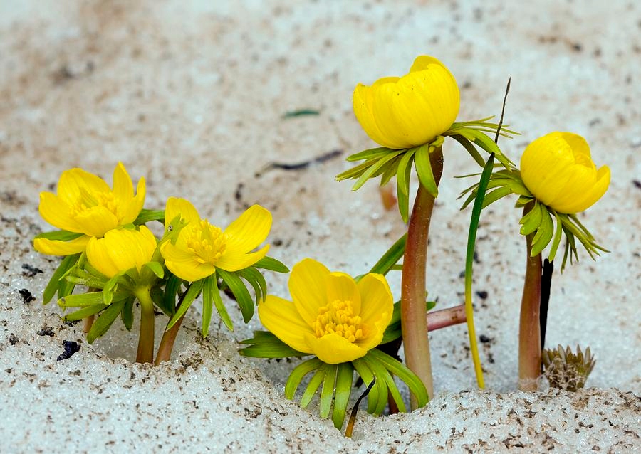 rannik zimowy sadzonki doniczka p7 - 13198810826 - oficjalne archiwum ...