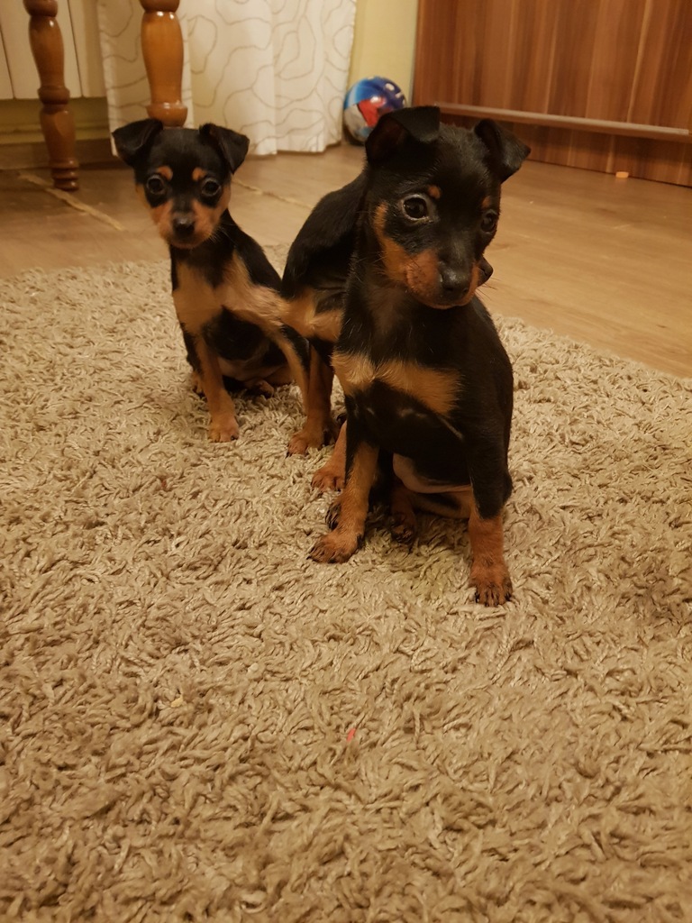 Szczeniaki Pinczer miniatura Ratlerek - 7755435177 - oficjalne archiwum ...