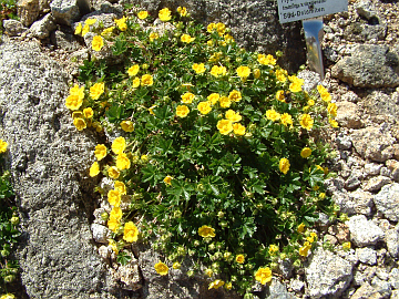 Pięciornik - Potentilla rigoi - 13676568905 - oficjalne archiwum Allegro