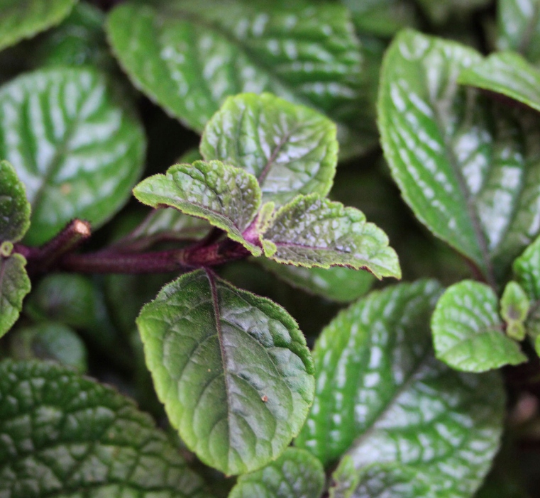 KOMARZYCA, Plektrantus Niko ODSTRASZA KOMARY - 12013339688 - oficjalne ...