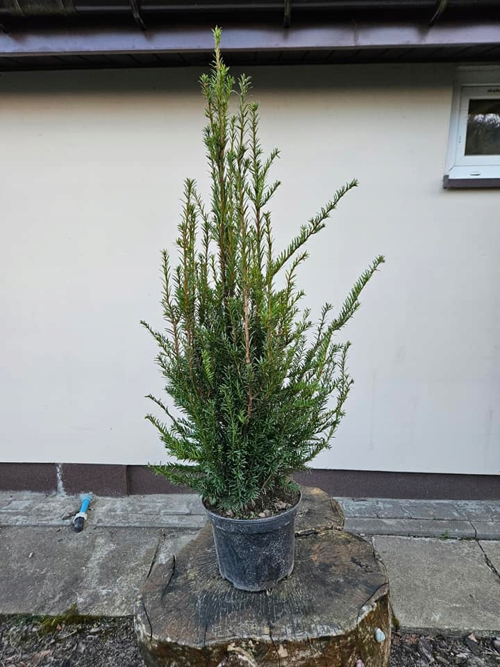 Cis pospolity Taxus baccata - 15460382596 - oficjalne archiwum Allegro