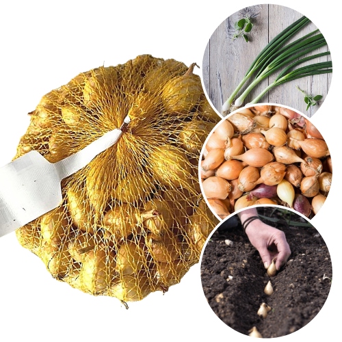 POLSKA CEBULA DYMKA EFEKT ŻÓŁTA ŚR.WCZESNA 15-21mm 0,5KG SZCZYPIOREK ...