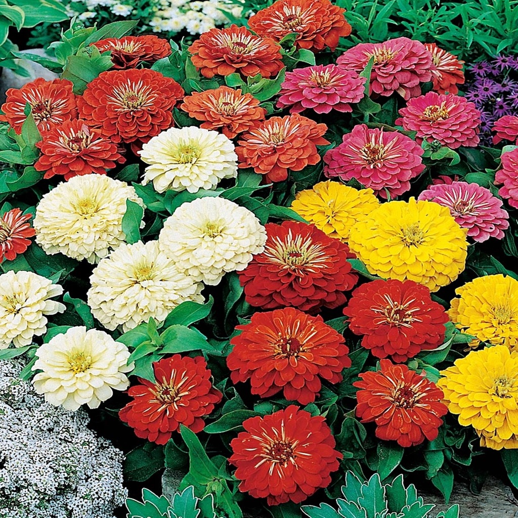 Cynia Daliowa Karłowa Liliput mieszanka nasiona - 11547058893 ...