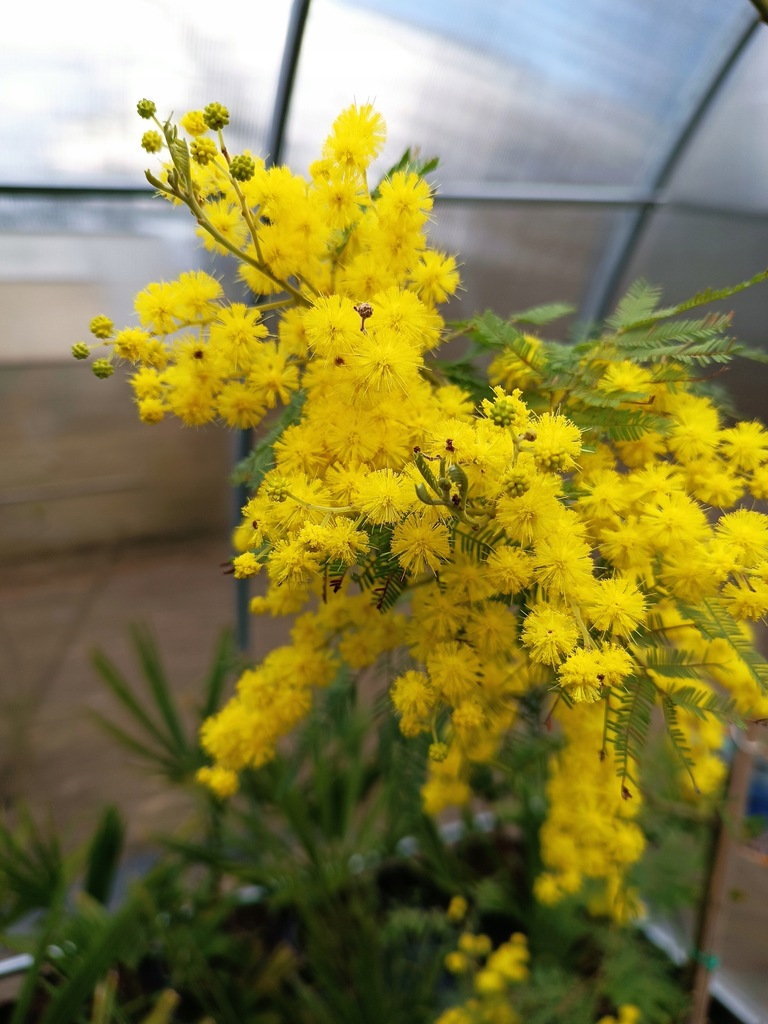 AKACJA srebrzysta mimoza Acacia dealbata 2 m drzewko - 15356100036 - oficjalne archiwum Allegro