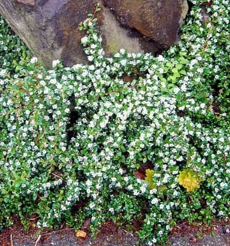 IRGA sadzonka 0,5L ' Coral Beauty' - 15884084101 - oficjalne archiwum Allegro