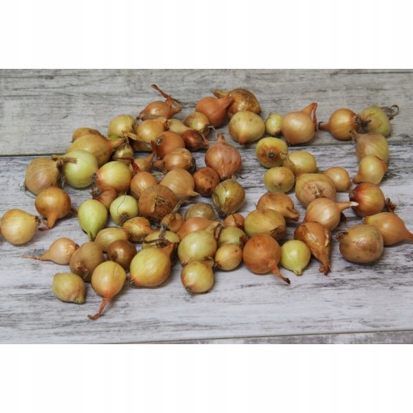 Cebula dymka - Stuttgarter Riesen - żółta - 500g - 11594639912 ...
