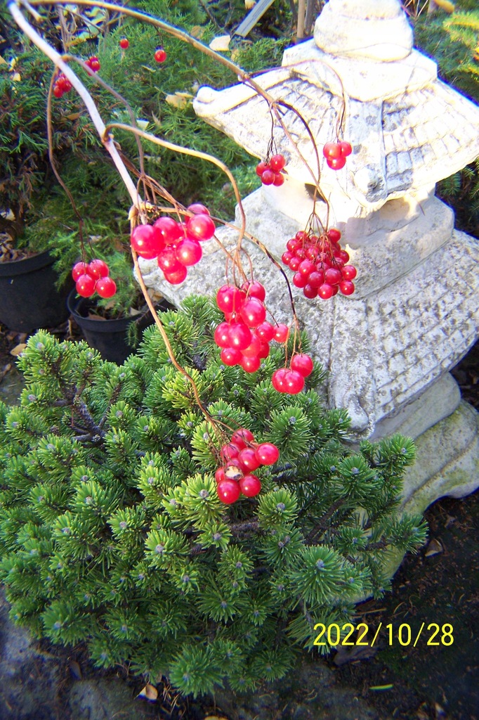 Sosna Kiwaki miniatura skalna szczepiona inna - 12824700314 - oficjalne ...