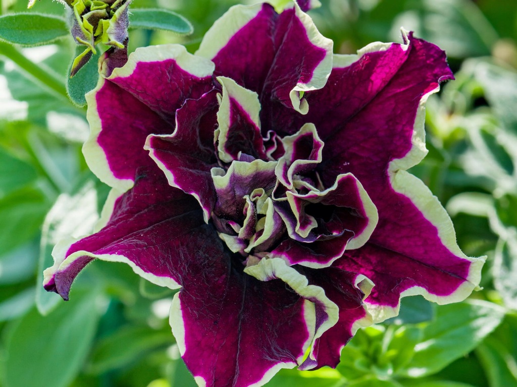 Surfinia Petunia Tumbelina Superstar pełne kwiaty - 13042123806 ...