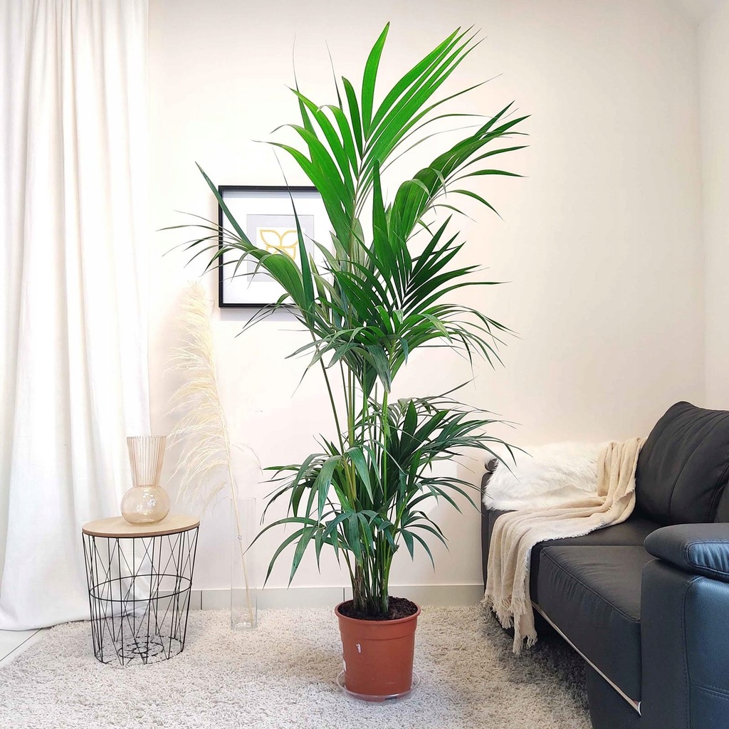 Palma kentia Howea Kencja - Tropikalna piękność - 13159817321 ...