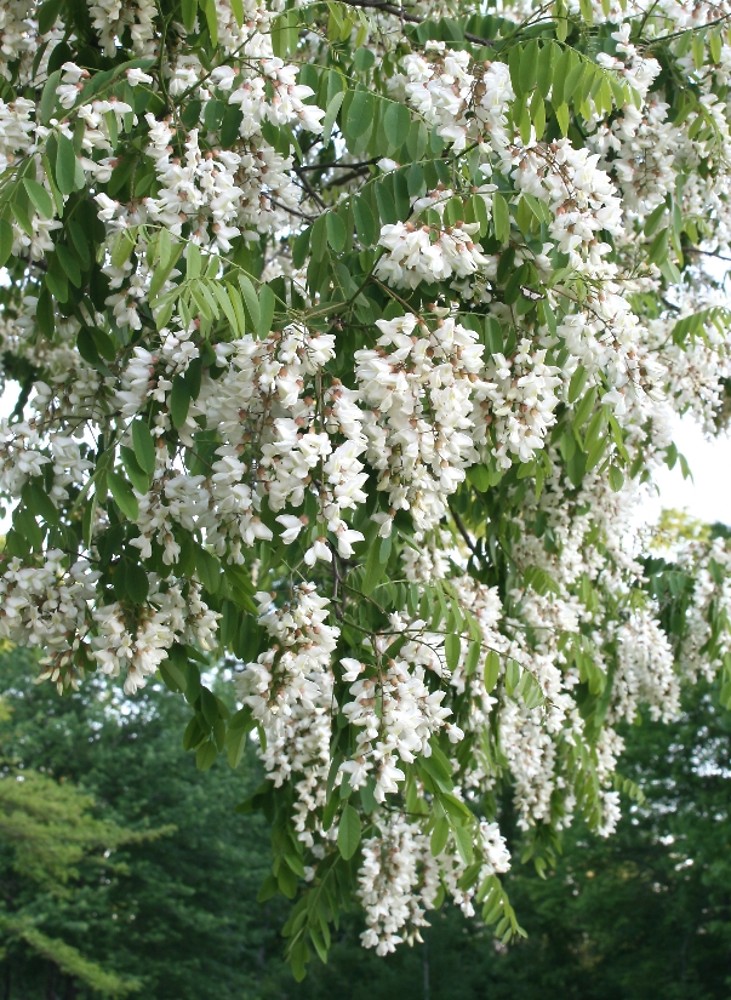 AKACJA Robinia OZDOBNA miododajna sadzonka 50 cm w pojemniku DUŻY KWIAT ...