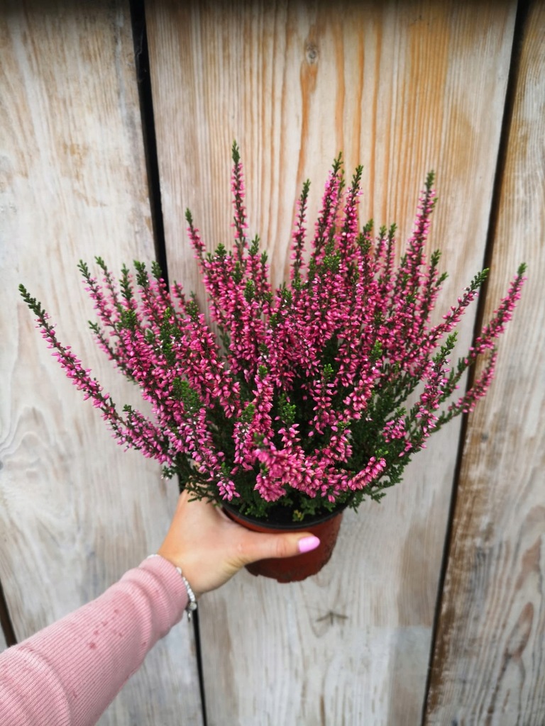 Wrzos pączkowy FIOLETOWY wrzosy DUŻA sadzonka - 12540062844 - oficjalne ...