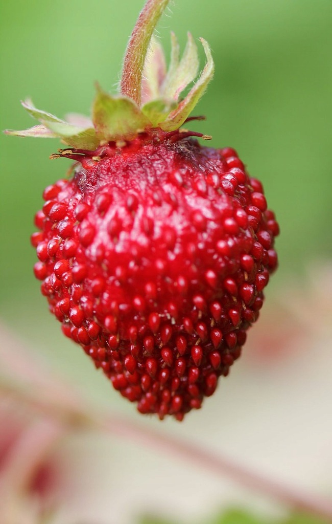 Poziomka RUGIA słodka DLA DZIECI ZESTAW 10 SZTUK - 10652909232 ...