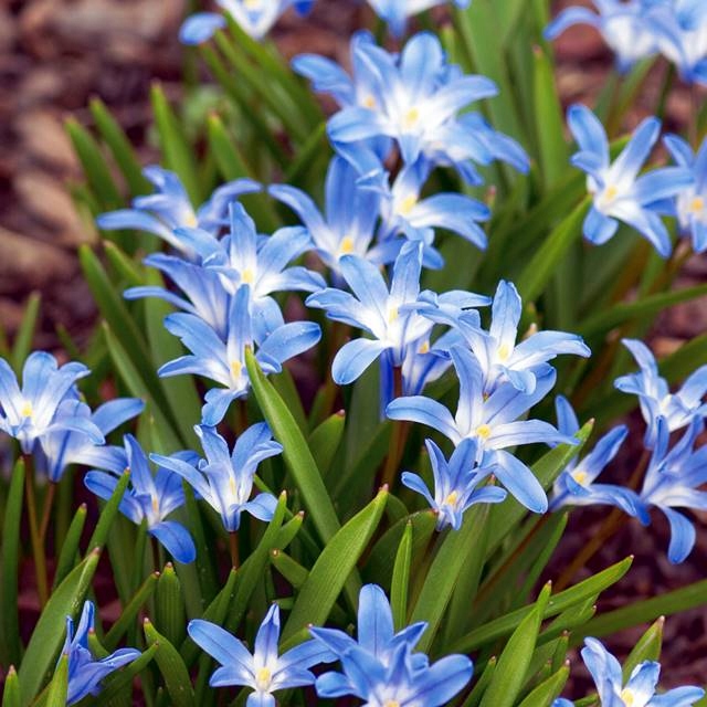 Chionodoxa Śnieżnik Lśniący Blue Giant 10 szt. - 12398025880 ...