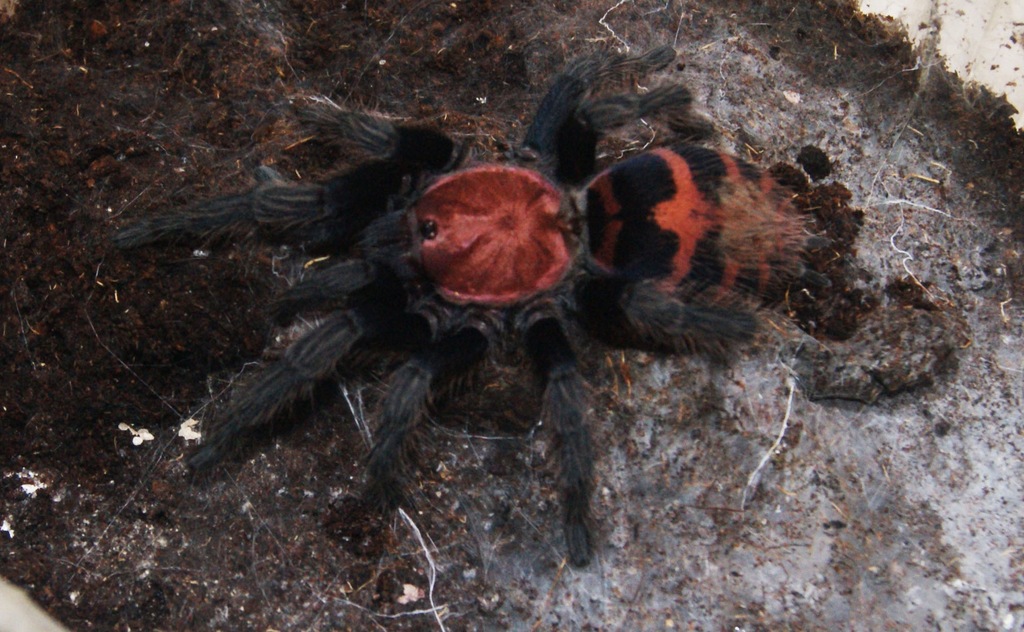 Ptasznik Davus pentaloris samica - 13601728225 - oficjalne archiwum Allegro