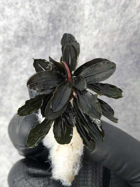 Roślina Bucephalandra red mini podwójna sadzonka - 13514040482 ...
