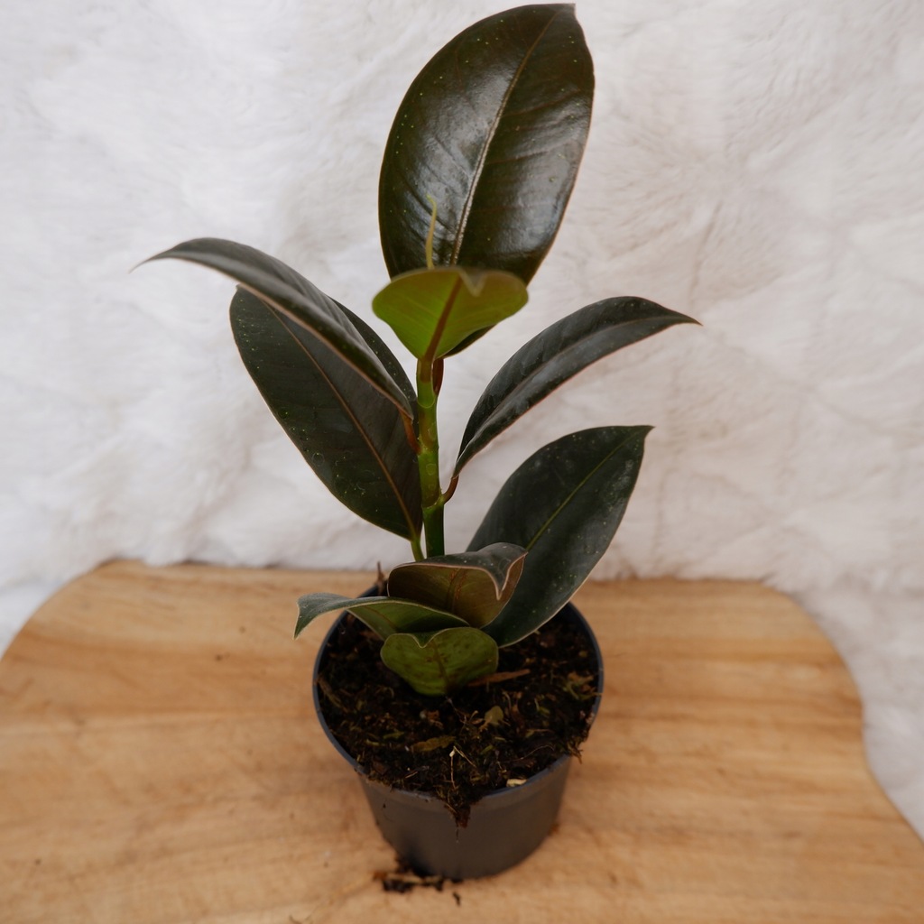 FIKUS FICUS ELASTICA MELANY d.8,5cm - 12612144962 - oficjalne archiwum ...