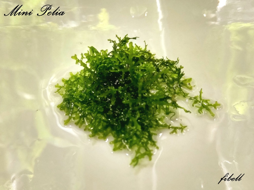 Mini Pelia RICCARDIA CHAMEDRYFOLIA od fibell - 8291265100 - oficjalne ...