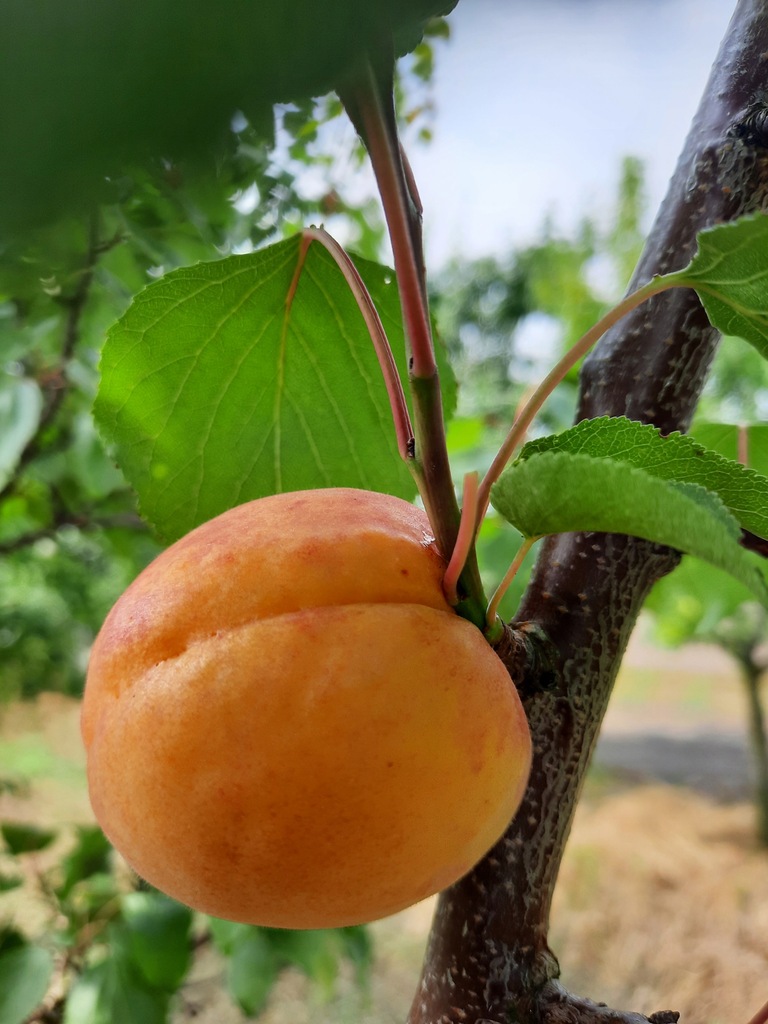 Morela "Karola" -Szkółka- 130 cm drzewko - 10680211945 - oficjalne ...