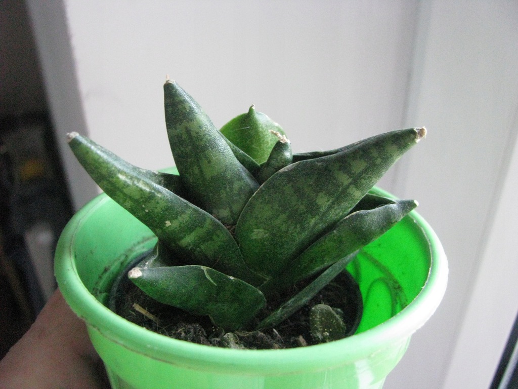 Sansewieria boncel MINI - 12563920782 - oficjalne archiwum Allegro