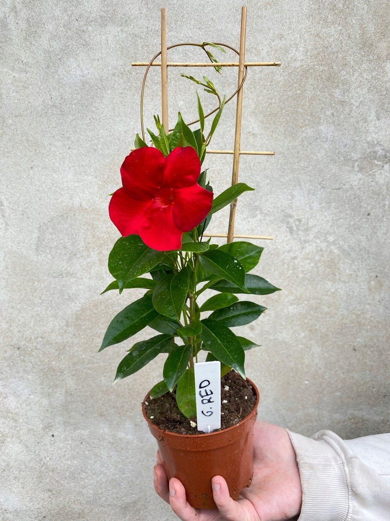 Mandevilla Sundaville Dipladenia Grand Red - 13570461317 - oficjalne ...