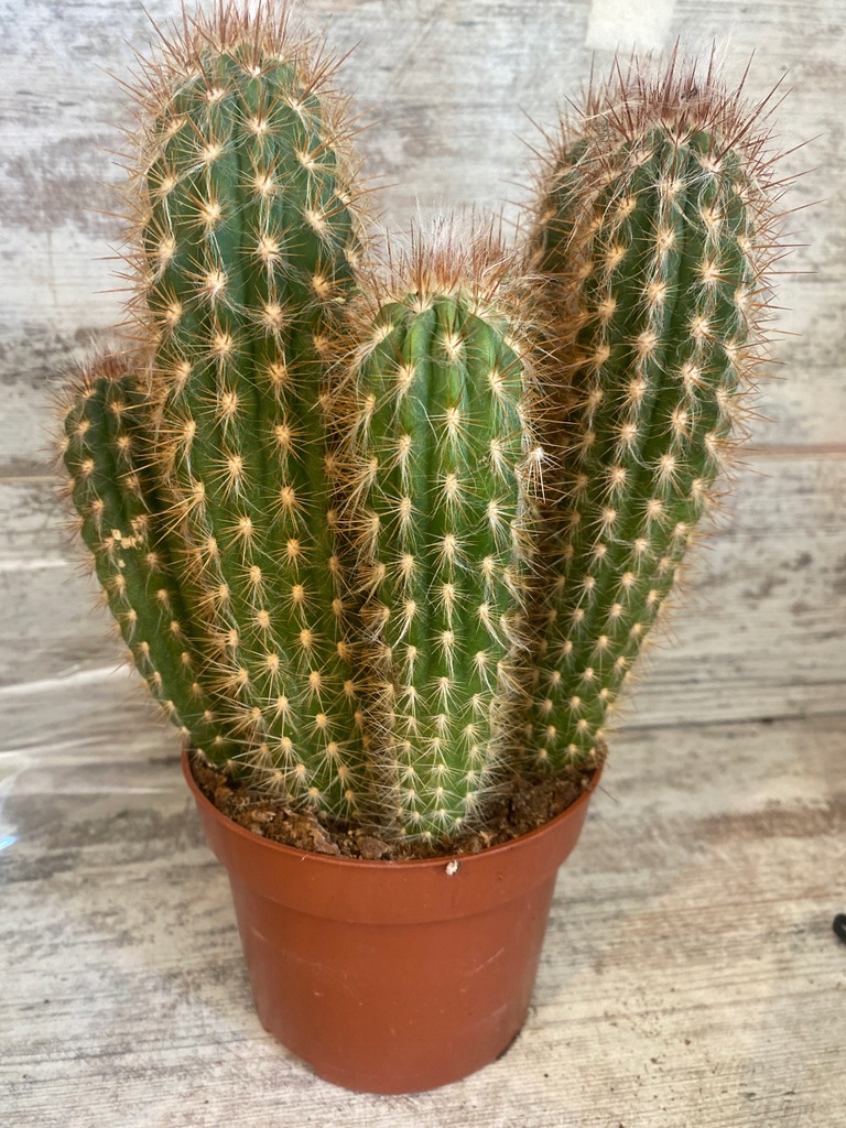 Korniszon kaktusowy Kaktus 28cm z donica nr3 - 12653267085 - oficjalne ...