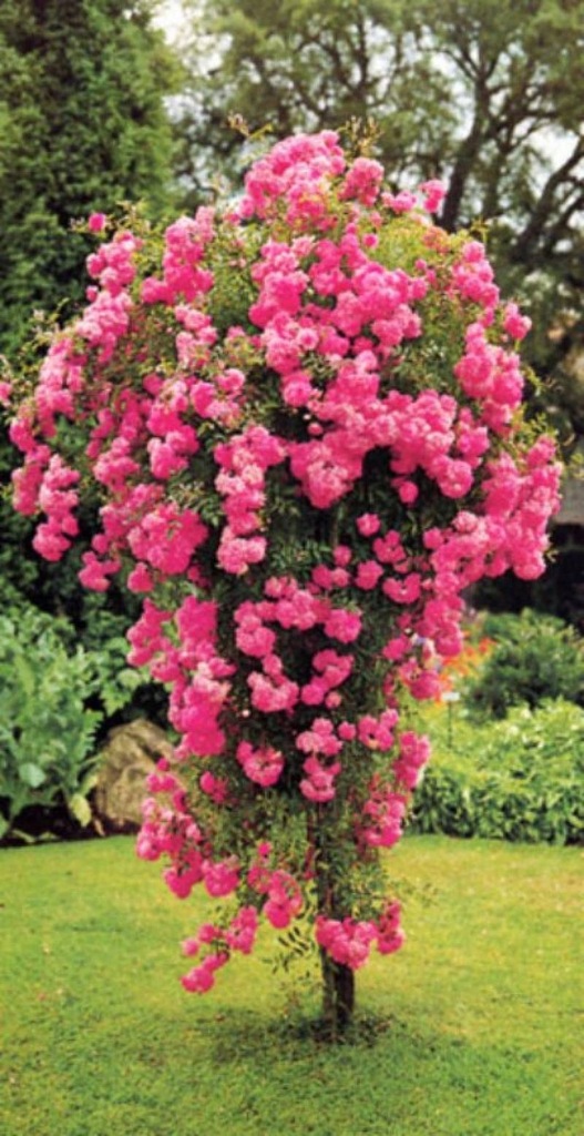 RÓŻA PIENNA Exelsa zwisająca 735 -b - 12170952298 - oficjalne archiwum ...