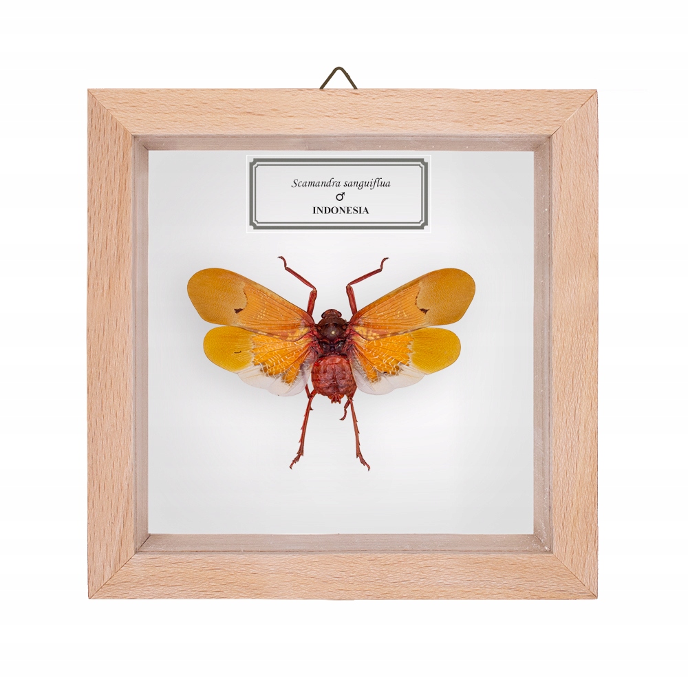 Cykada w gablotce Scamandra sanguiflua - 11728985131 - oficjalne ...