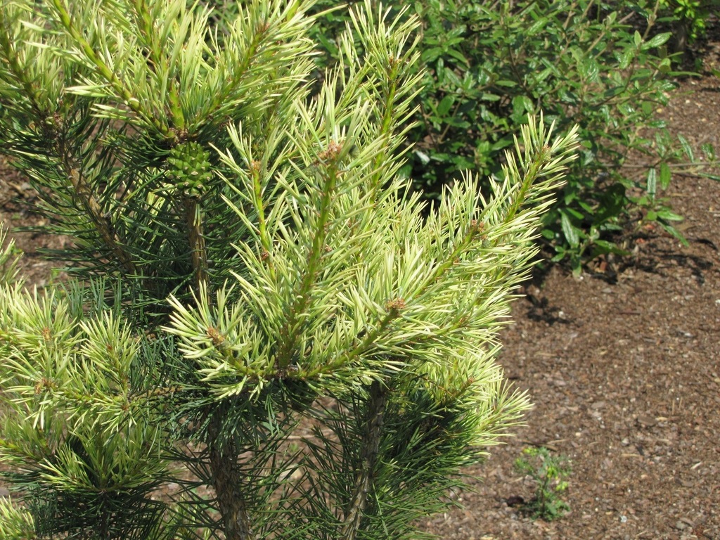 Sosna pospolita 'Argentea' sadzonki 30-50 cm - 13434052128 - oficjalne archiwum Allegro