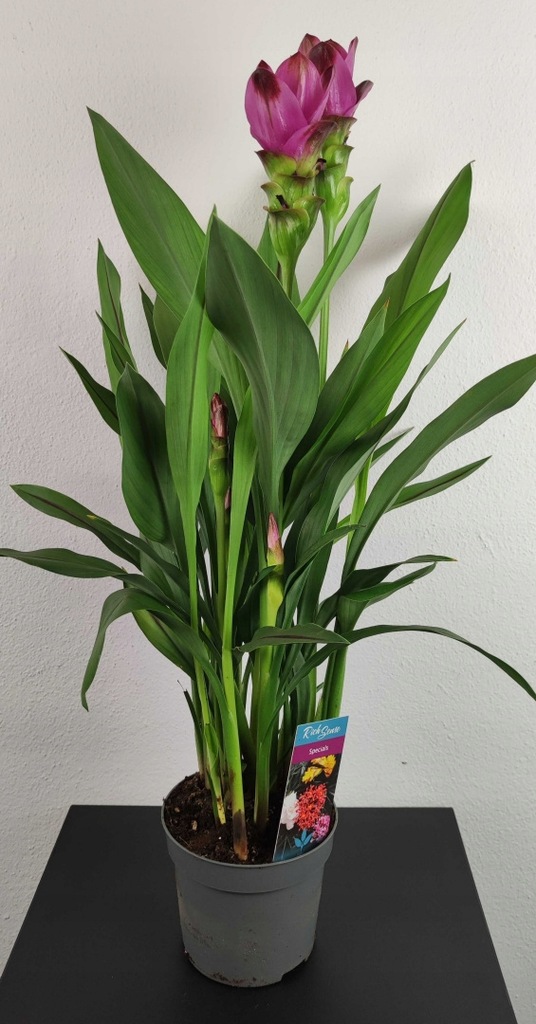 Curcuma Kurkuma Siam Splash 65 cm - 15754139061 - oficjalne archiwum ...