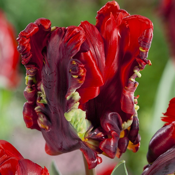 Tulipan Papuzi Rococo cebulki tulipany 5 szt - 14013329963 - oficjalne ...