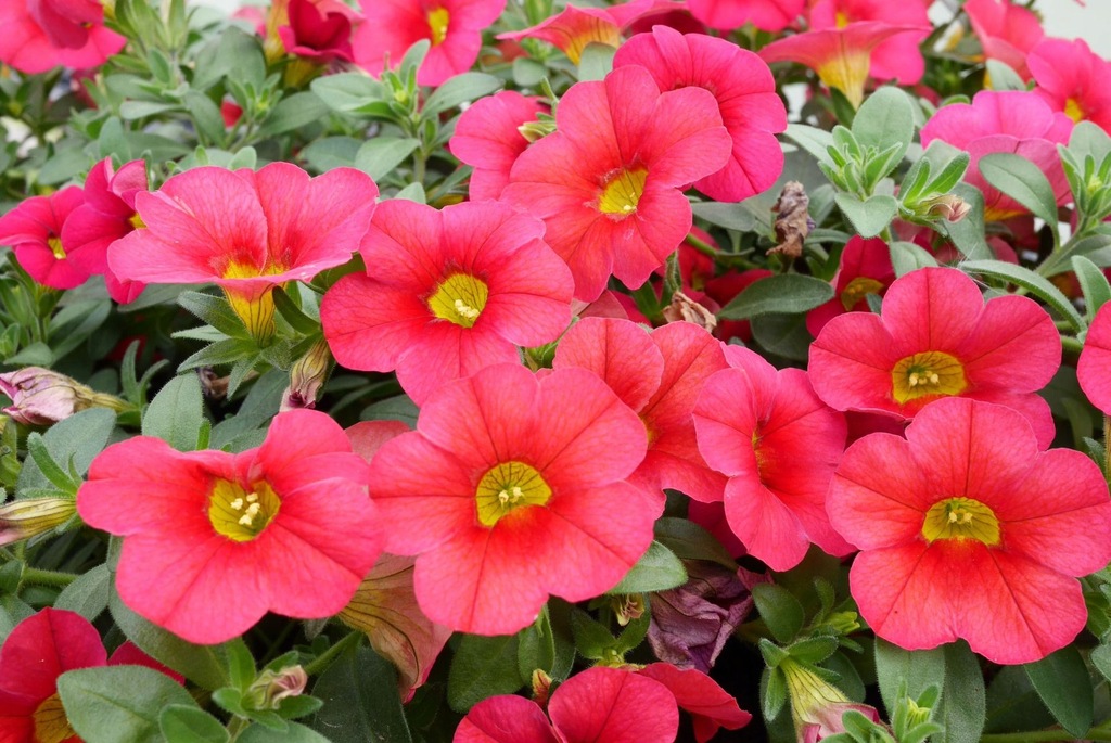 mini surfinia superbells sadzonka pocket light red - 9117388545 ...